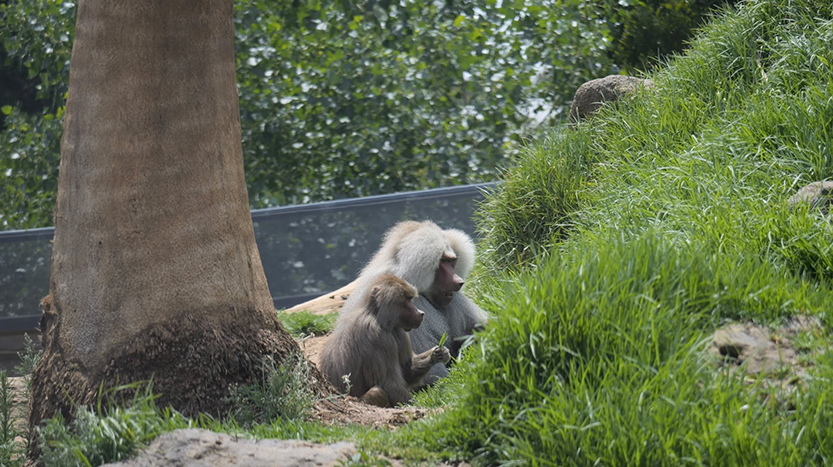 New baboon turning heads | Inner City News